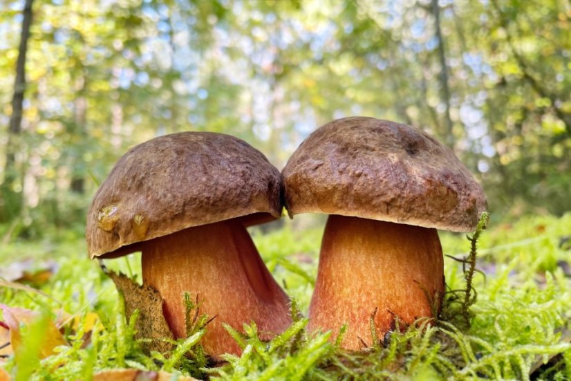 hríb zrnitohlúbikový - Neoboletus luridiformis - Váha: 1kg :: pestuj.sk