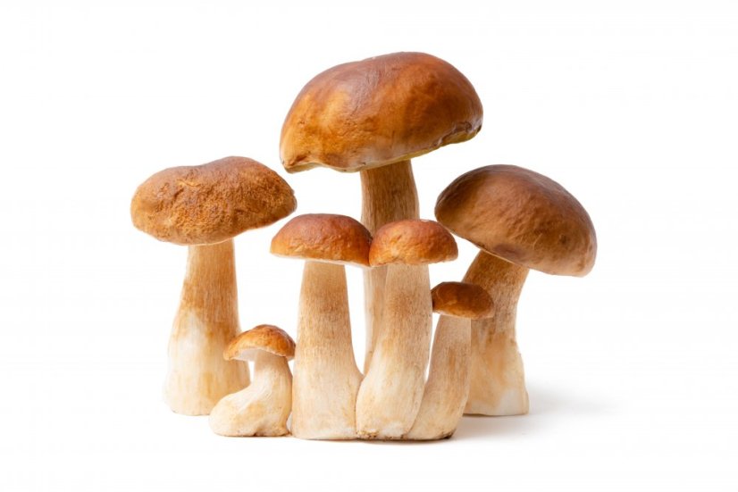 hríb smrekový - Boletus edulis :: pestuj.sk