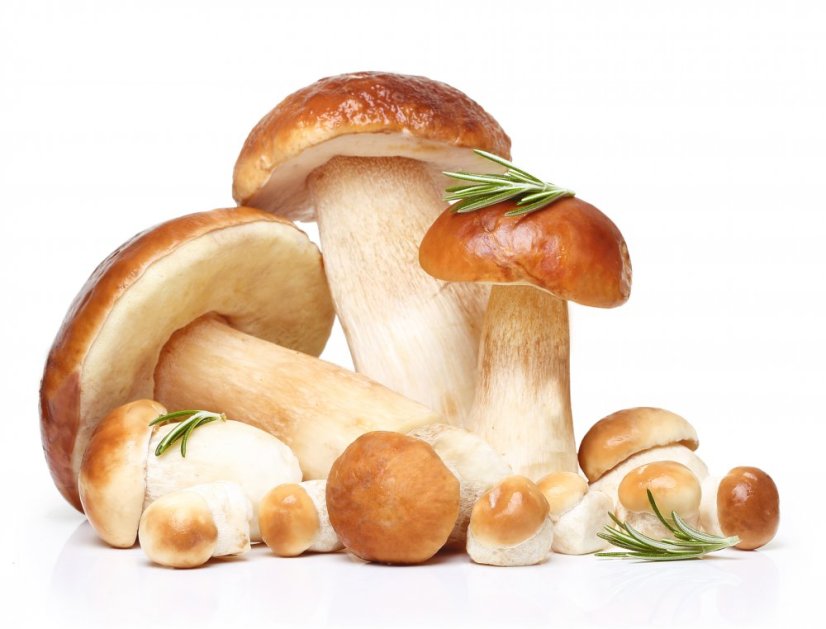 hríb smrekový - Boletus edulis :: pestuj.sk
