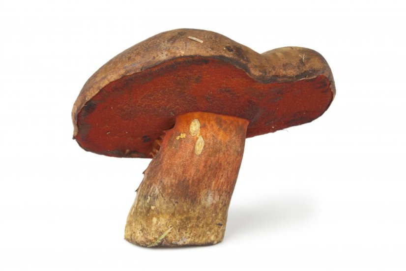 hríb zrnitohlúbikový - Neoboletus luridiformis - Váha: 1kg :: pestuj.sk